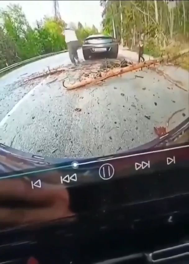 Kid is killed by falling tree • GoreCenter