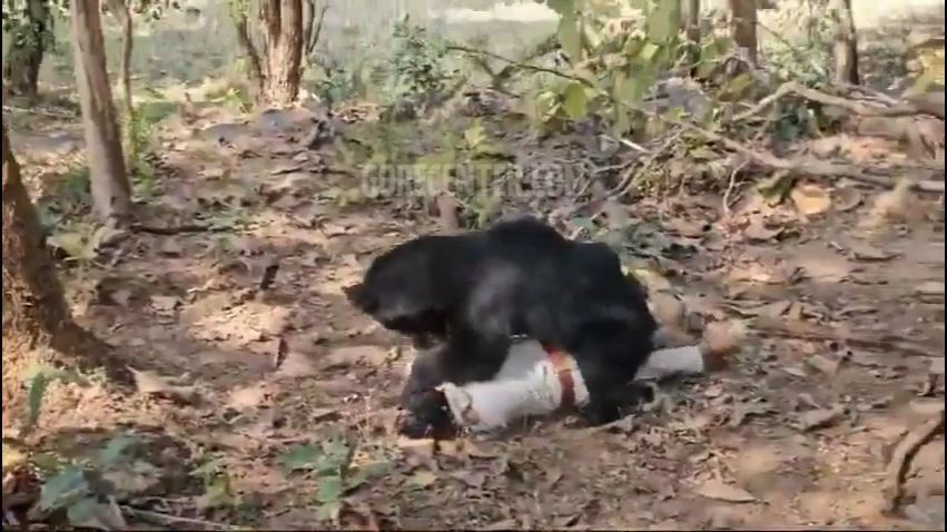 Deadly bear attack in Chhattisgarh, India • GoreCenter