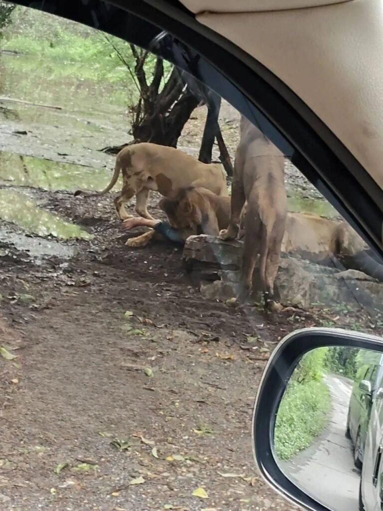 Zookeeper fatally attacked by group of lions • GoreCenter