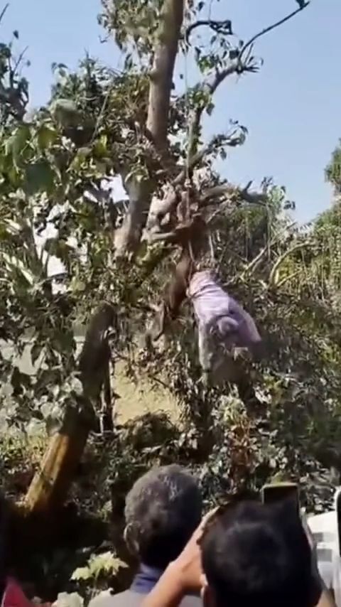 Man who climbed tree was fatally electrocuted • GoreCenter