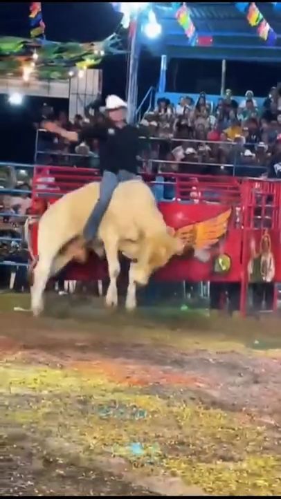 Guy destroyed by bull • GoreCenter