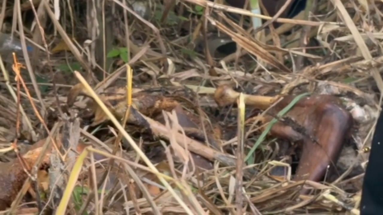 Body of missing taxi driver found in advanced stage of decomposition ...