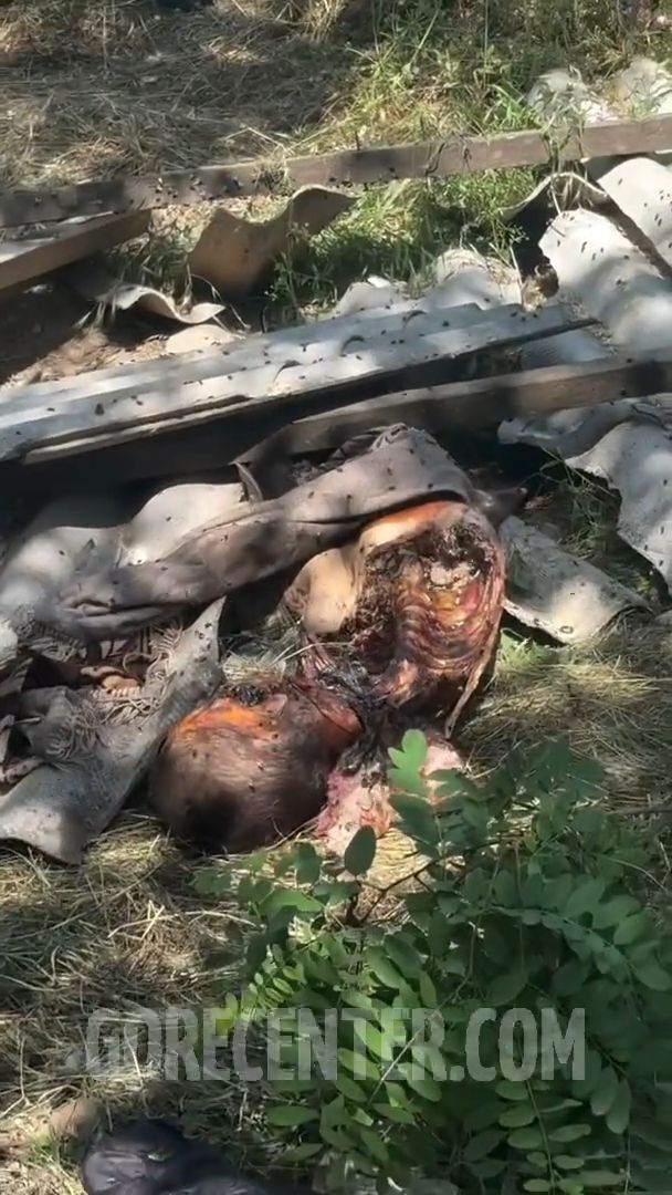 Dog consumed body of deceased Russian soldier • GoreCenter